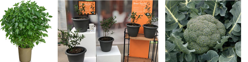 New Varieties Aren’t Cancelled!